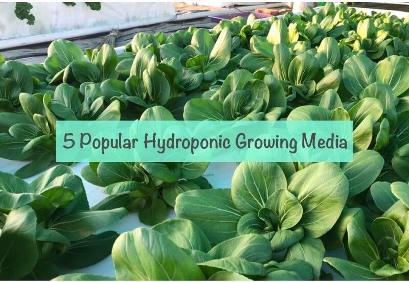 5 Most Commonly Used Growing Media in Hydroponics | CityGreens Hydroponics