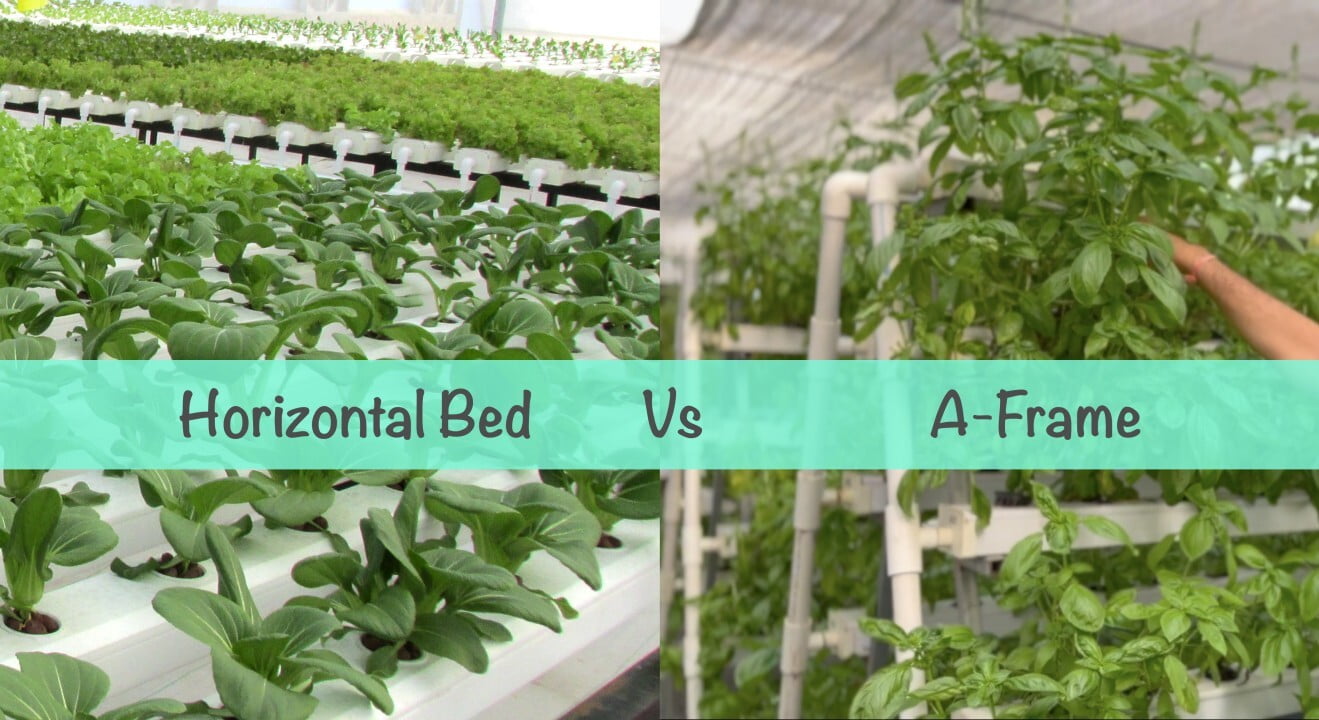 Comparing Two NFT Hydroponic Technologies, Horizontal Beds and Vertical ...